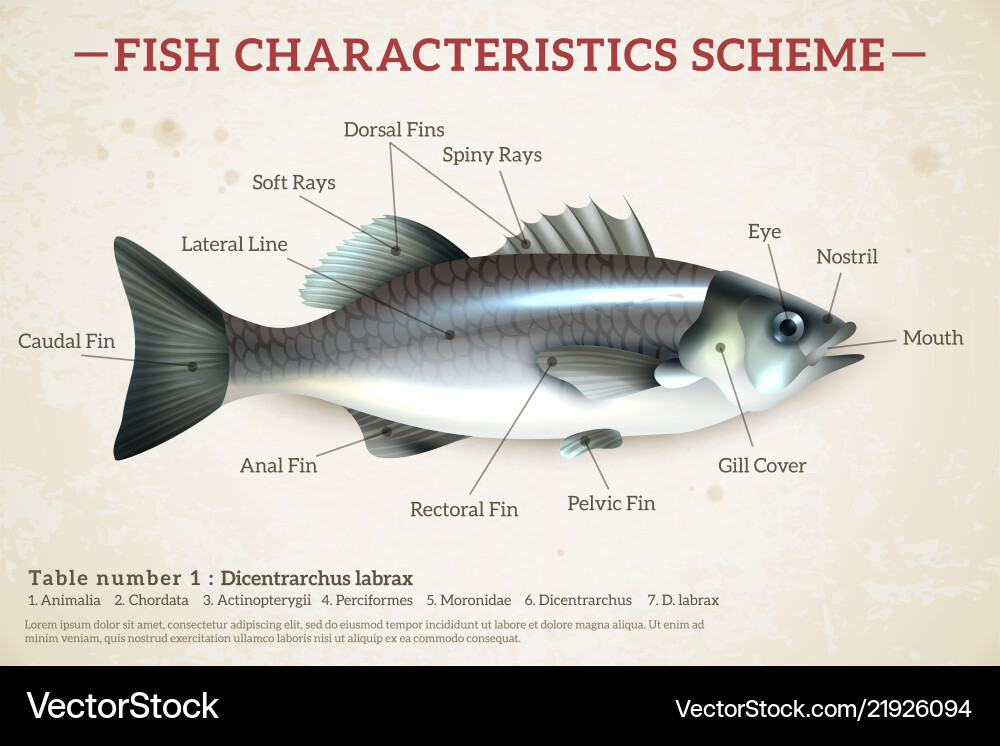 Fish scheme infographics Royalty Free Vector Image