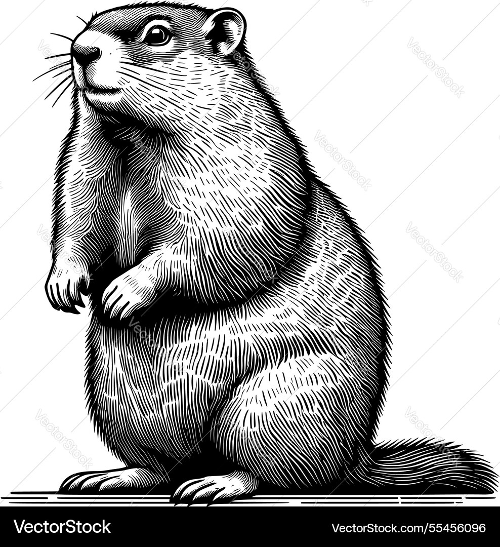 Groundhog Royalty Free Vector Image - VectorStock