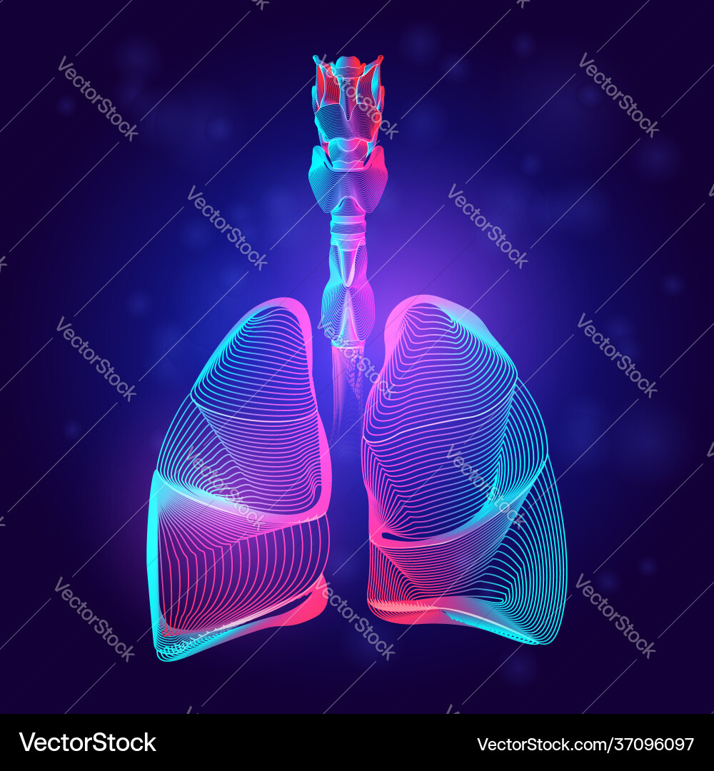 Human lungs medical structure outline body Vector Image