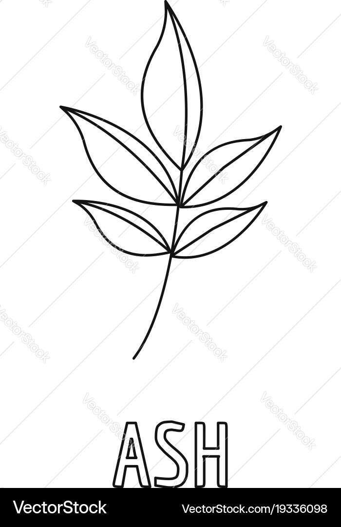 Ash leaf icon outline style Royalty Free Vector Image