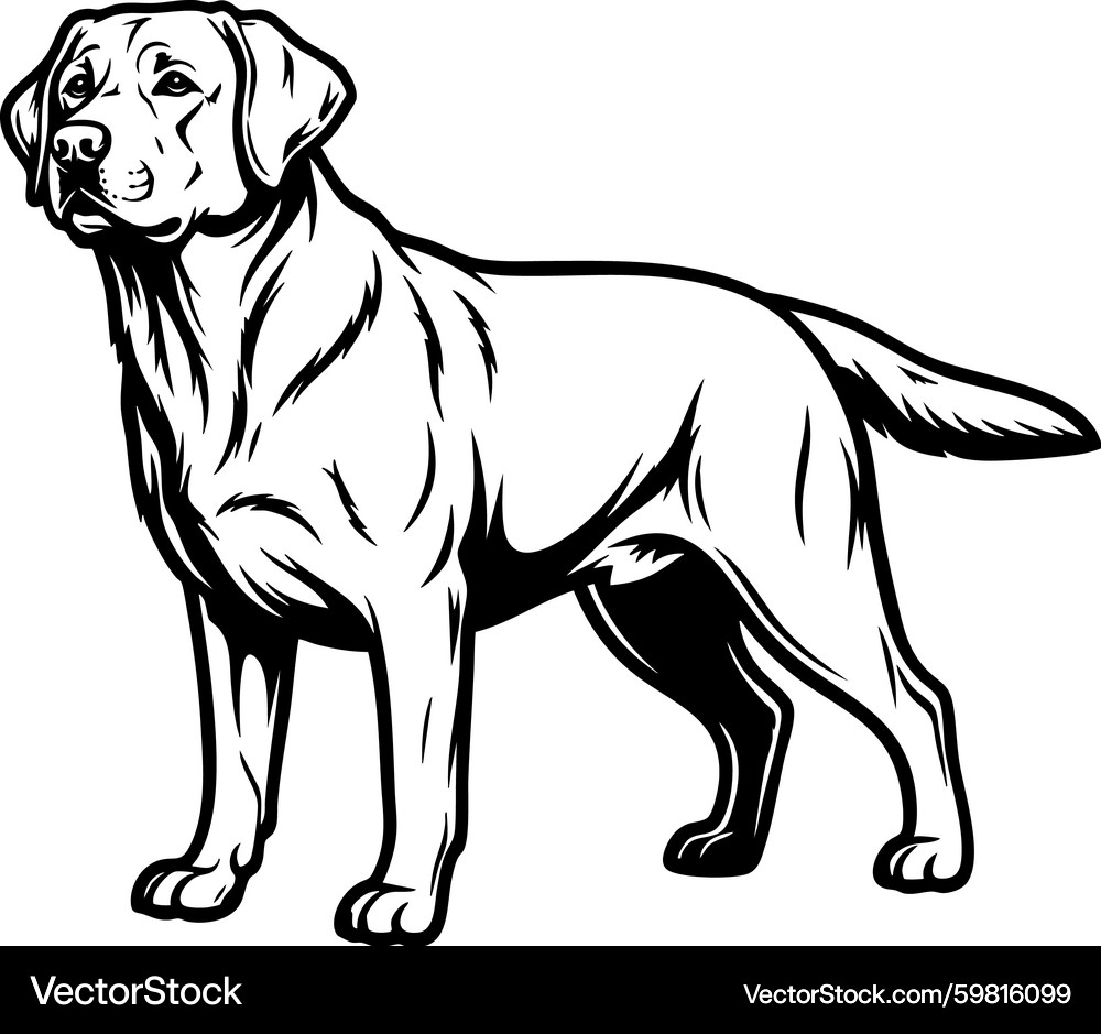 Elegant Labrador Retriever – Royalty-Free Vector | VectorStock