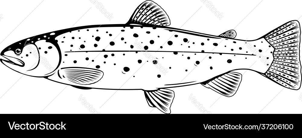 Brown trout fish black and white Royalty Free Vector Image