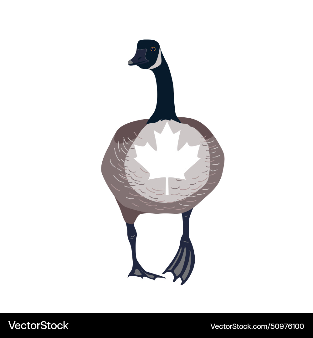 Canada goose bird with canadian flag maple leaf Vector Image