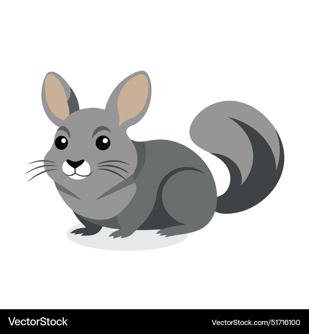 Chinchillas animal isolated flat on white Vector Image
