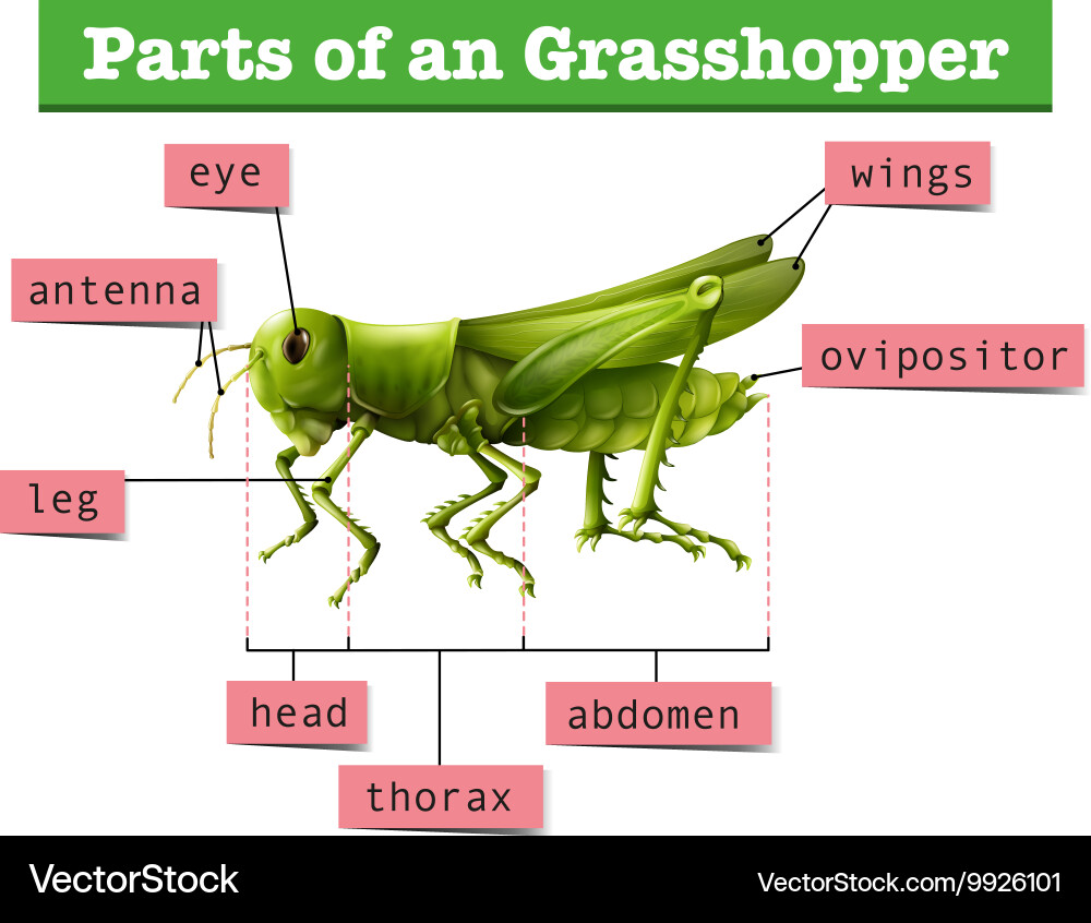 Internal Parts Of A Grasshopper Zoology Animal Morphology Internal