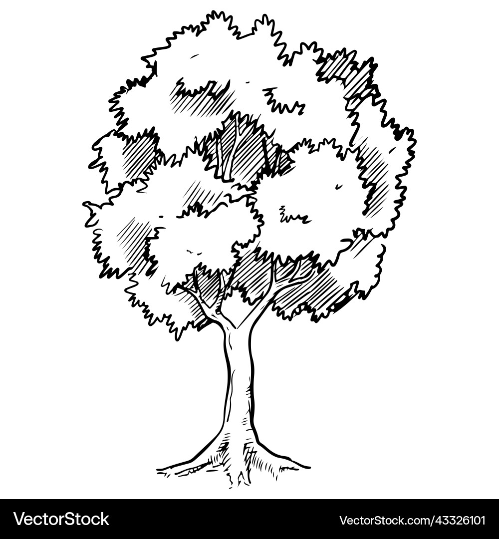Hand drawn tree isolated on white background Vector Image