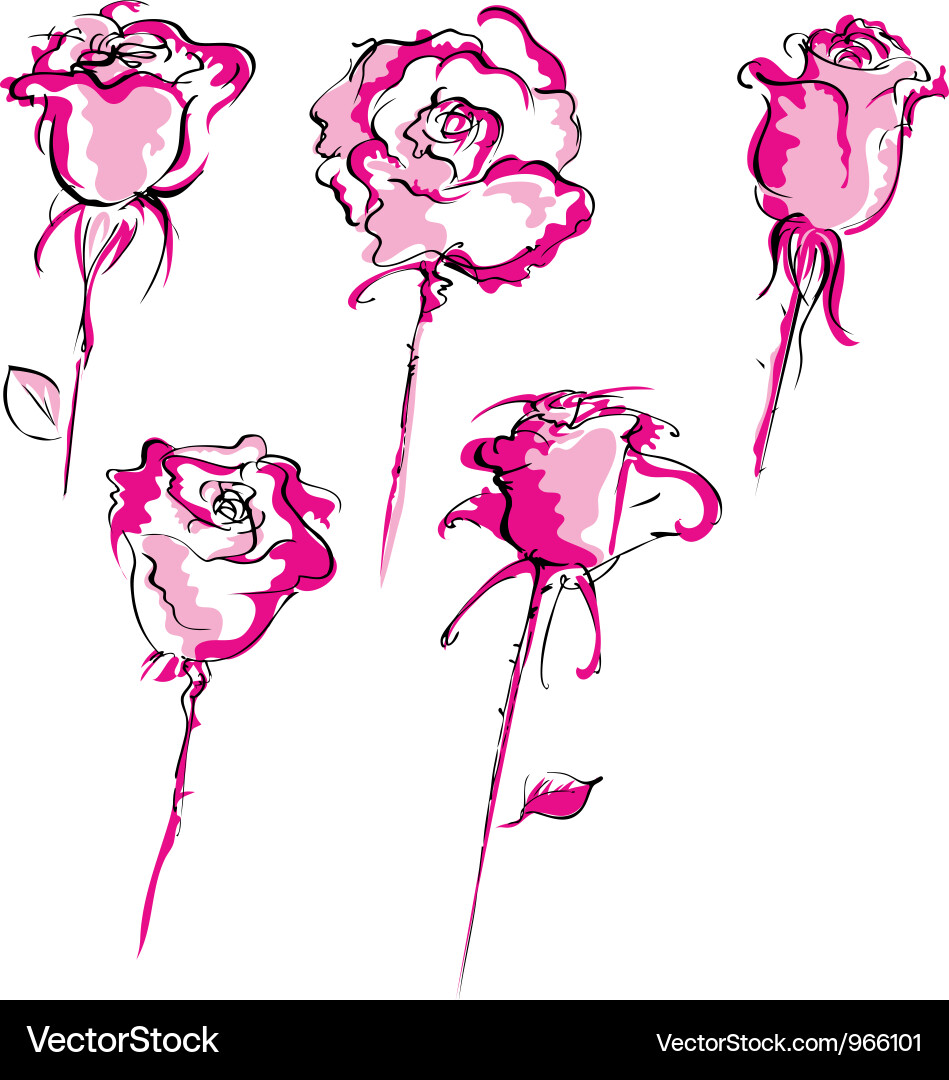 Set of roses Royalty Free Vector Image - VectorStock