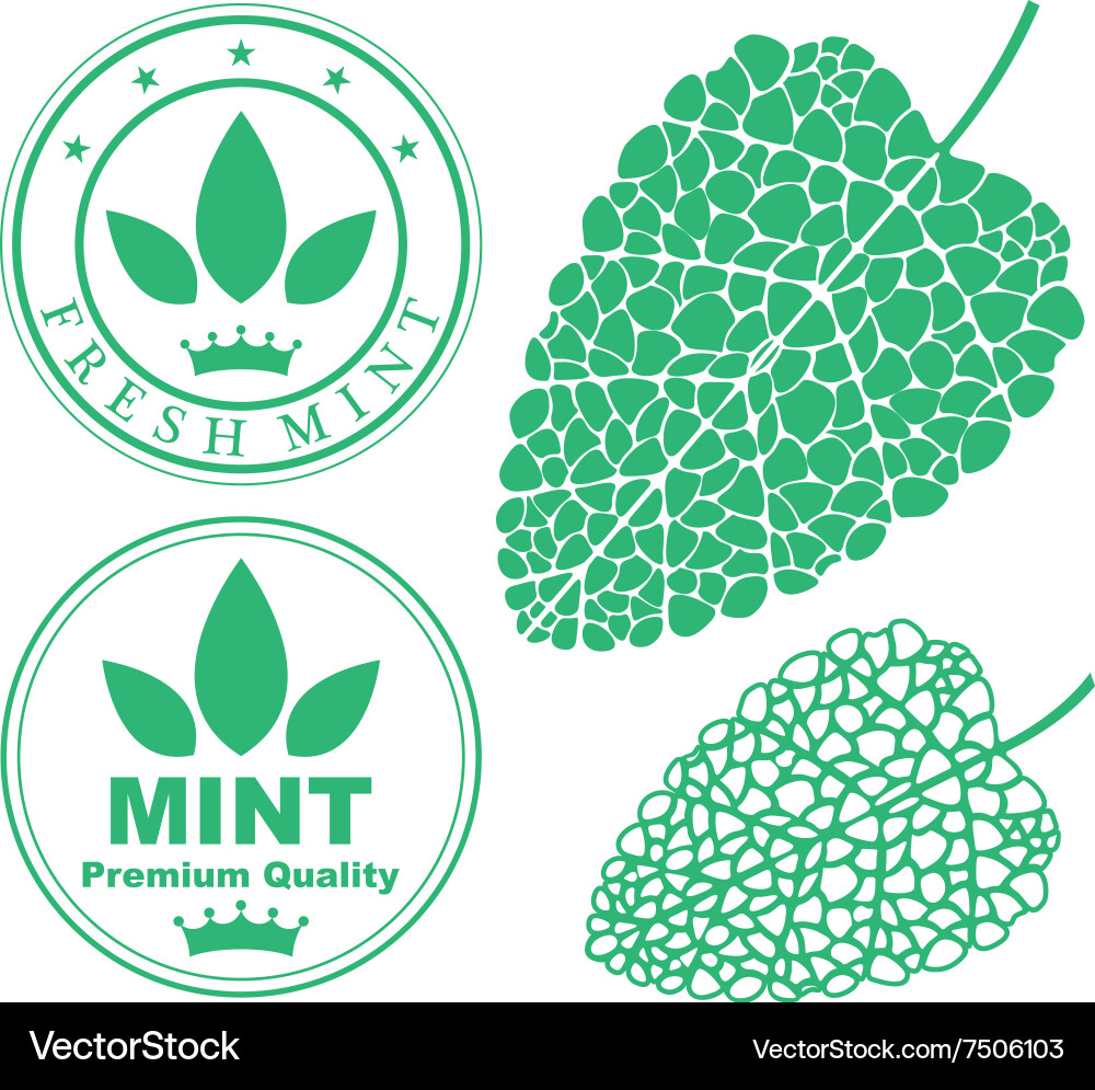Mint Royalty Free Vector Image - VectorStock