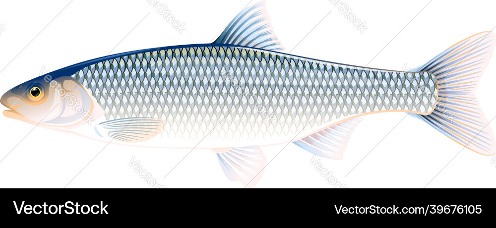 Common dace fish isolated Royalty Free Vector Image