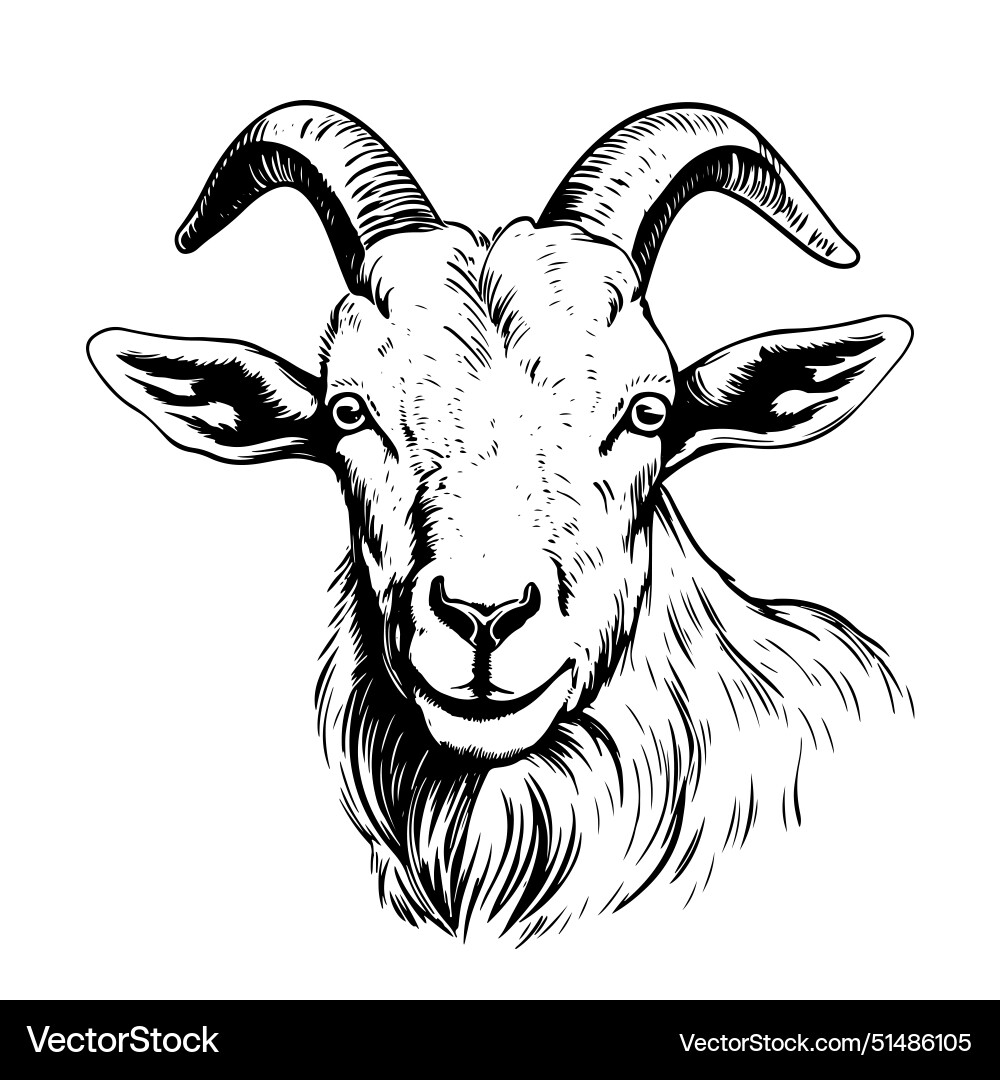 Goat hand drawn Royalty Free Vector Image - VectorStock