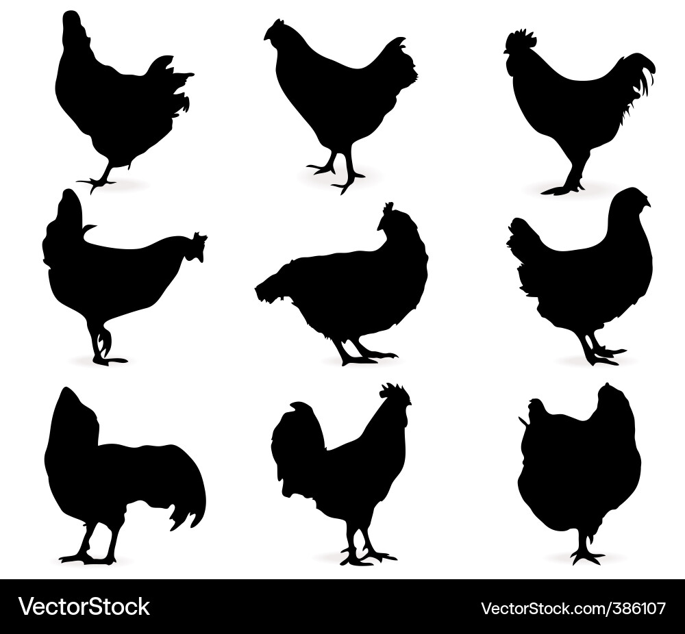 Hen Shape Outline Vector Images (over 620)