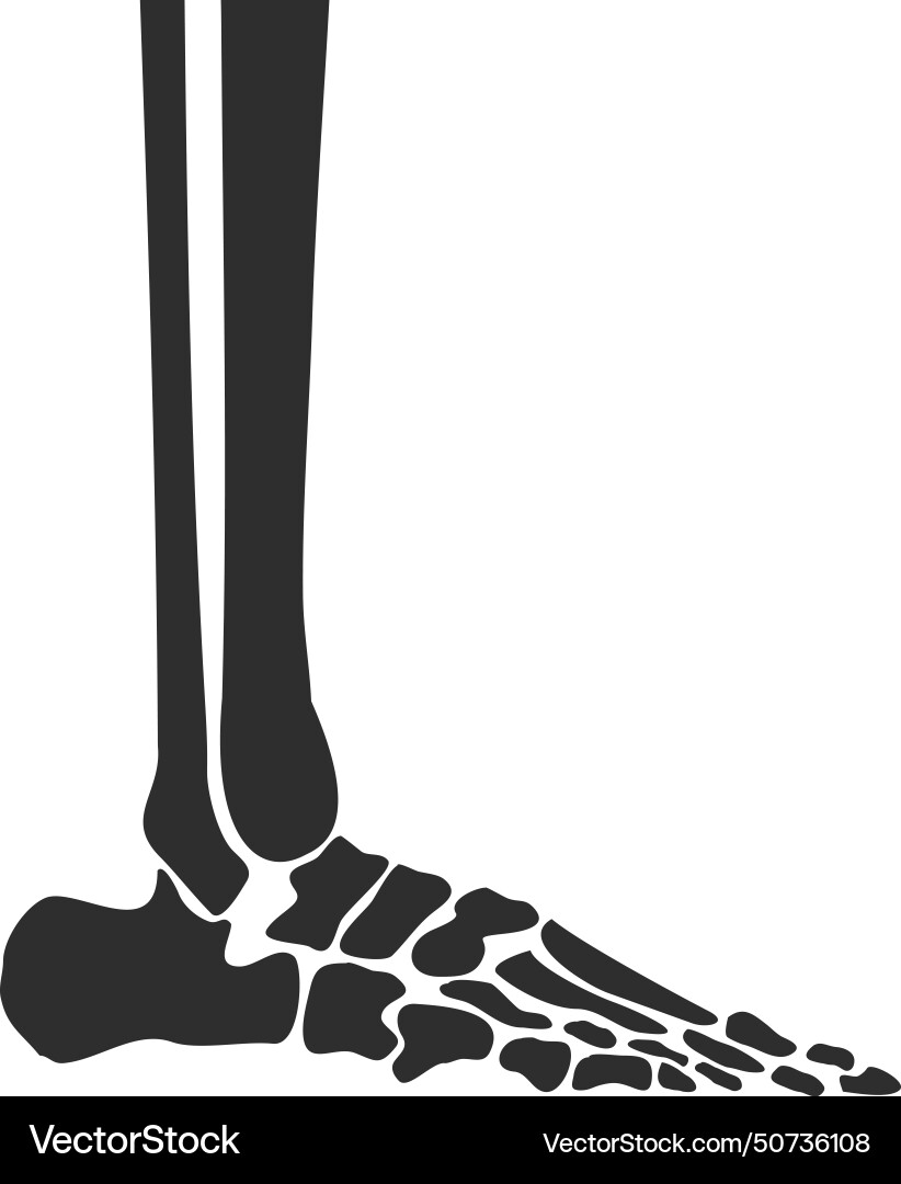Human leg bones feet anatomy side view Royalty Free Vector