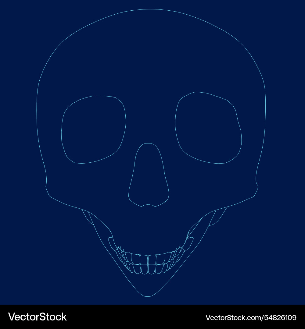 Head skull contour drawn Royalty Free Vector Image