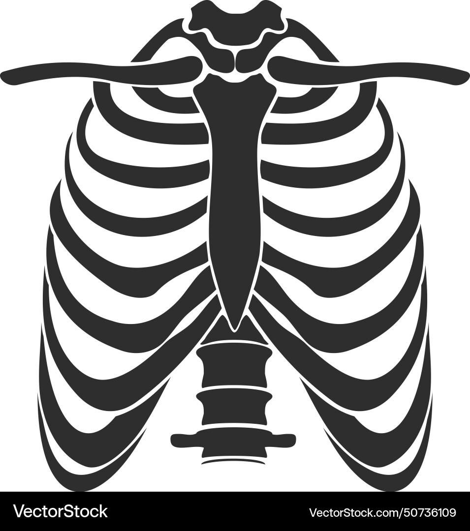 Human rib cage silhouette upper body skeleton Vector Image