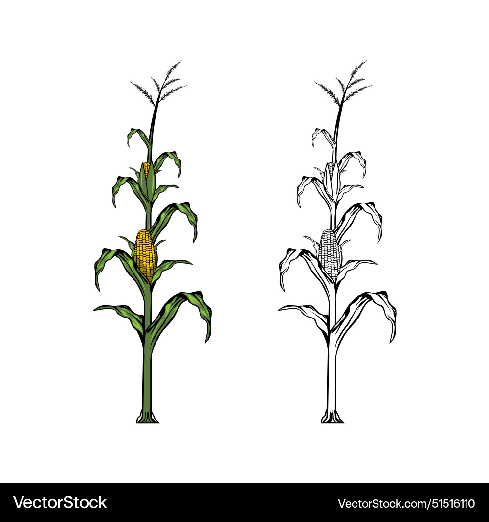 Corn plant design Royalty Free Vector Image - VectorStock