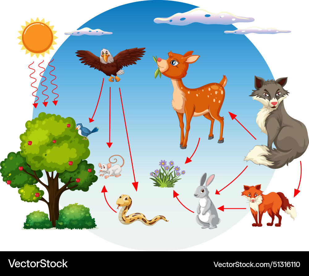 Forest Food Webs Temperate Forest Food Web: Printable FREEBIE By Zen
