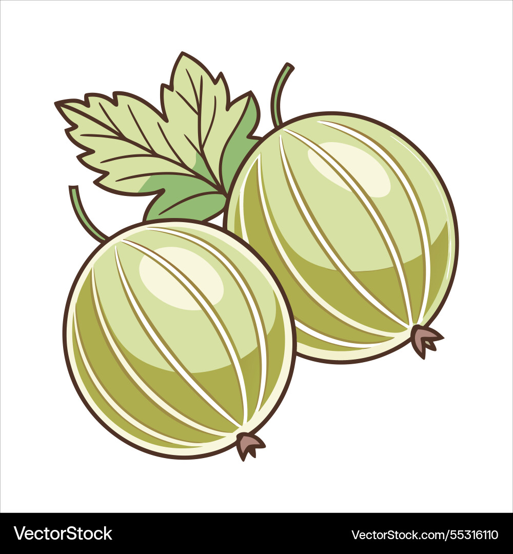 Gooseberry art Royalty Free Vector Image - VectorStock