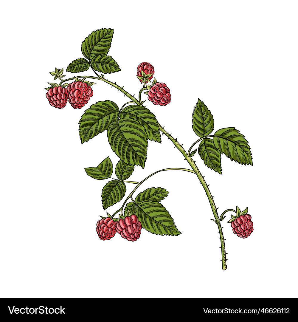 Drawing branch of raspberry Royalty Free Vector Image