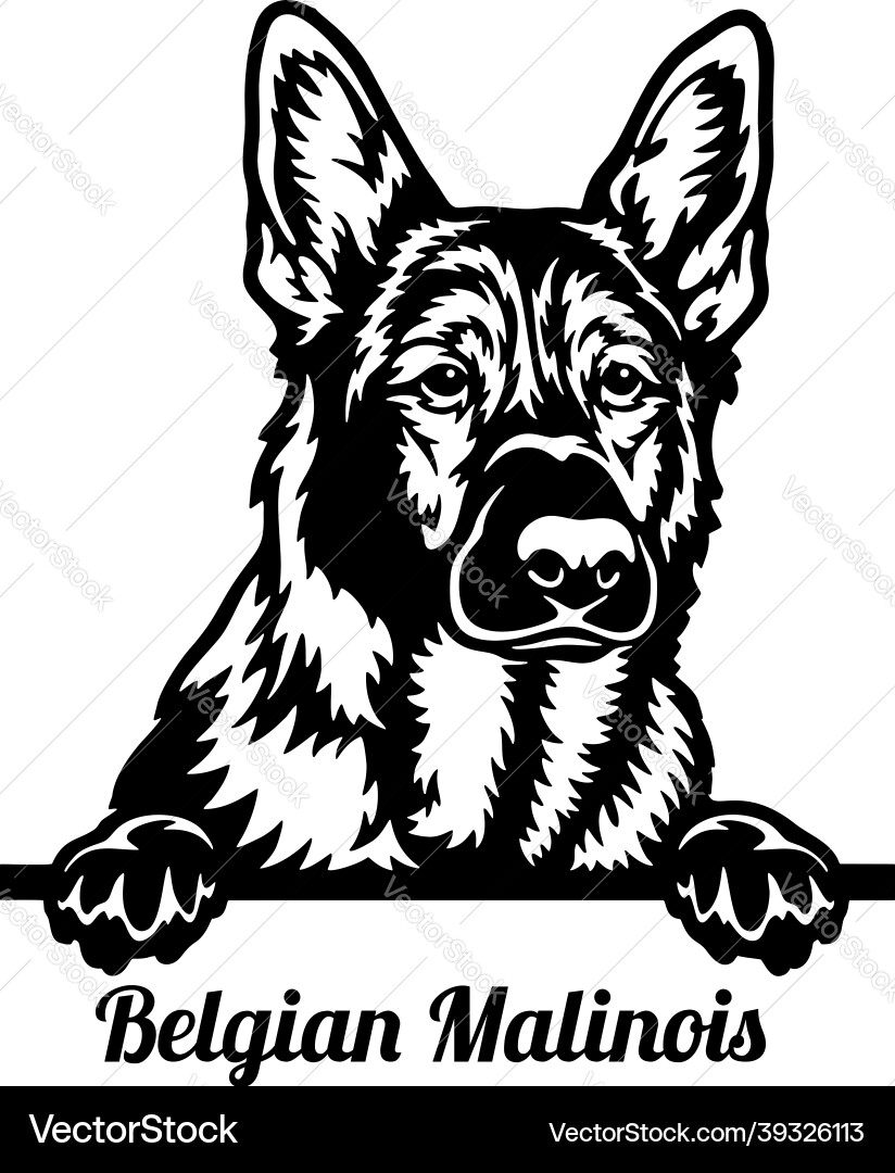 Belgian Malinois Peeking Dog Royalty Free Vector Image