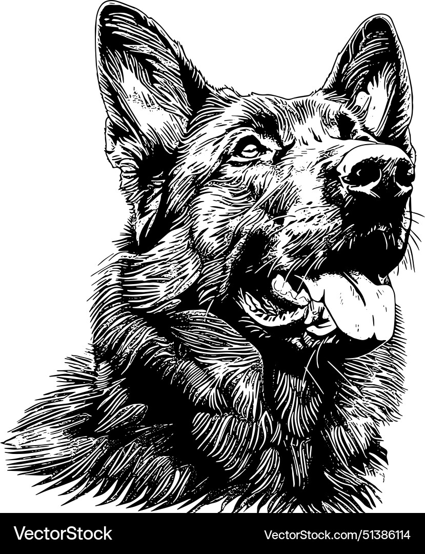 German shepherd dog portrait Royalty Free Vector Image