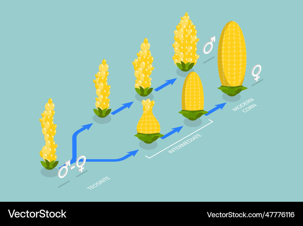 3d isometric flat conceptual Royalty Free Vector Image
