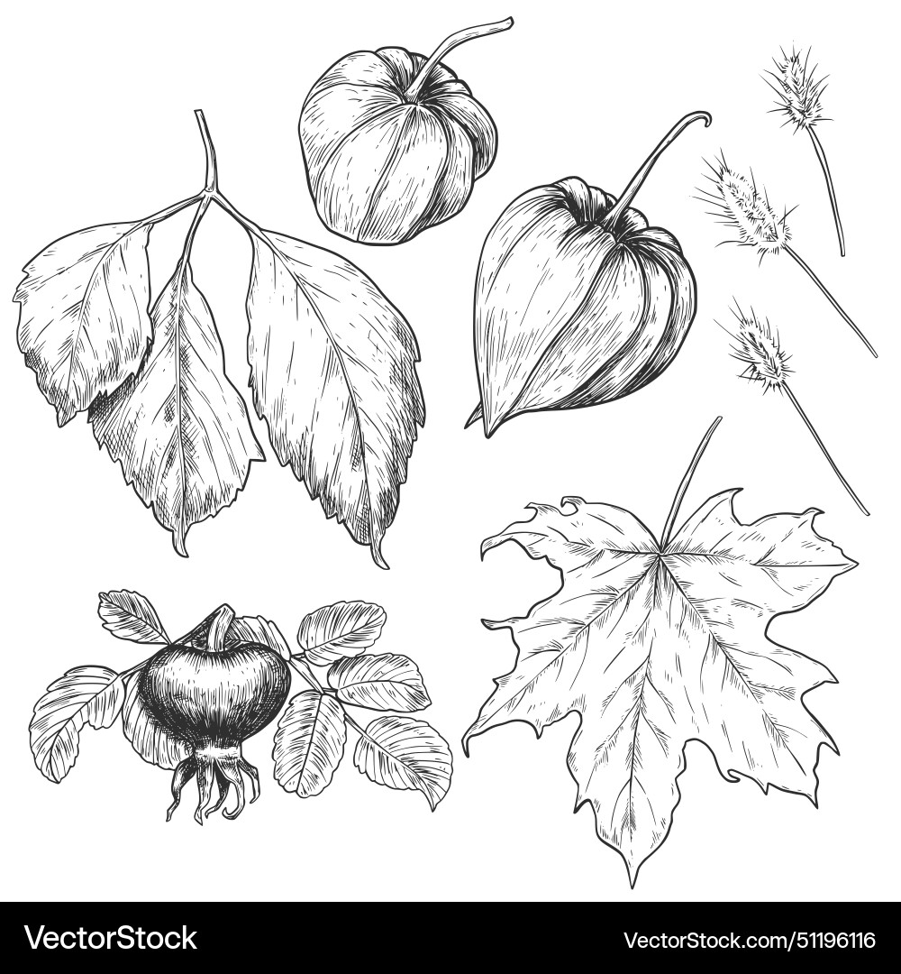 Hand drawn sketch fall set with berries Royalty Free Vector