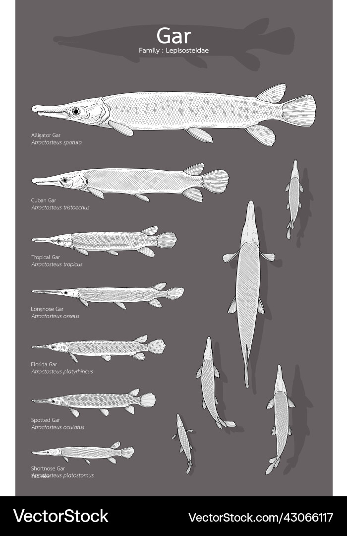 Gar Fish Vector Images (over 110)