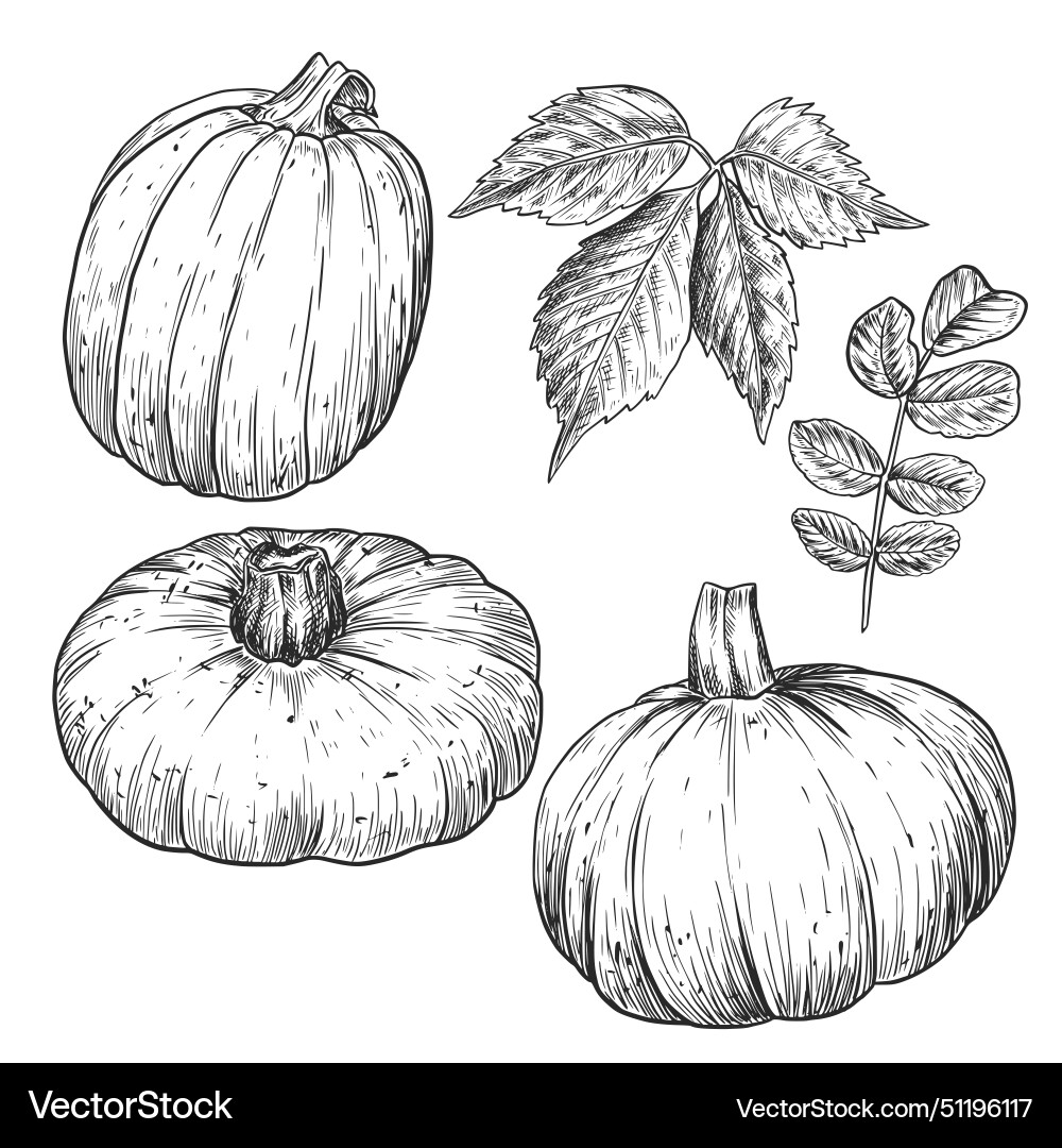 Hand drawn sketch fall set with pumpkins Vector Image