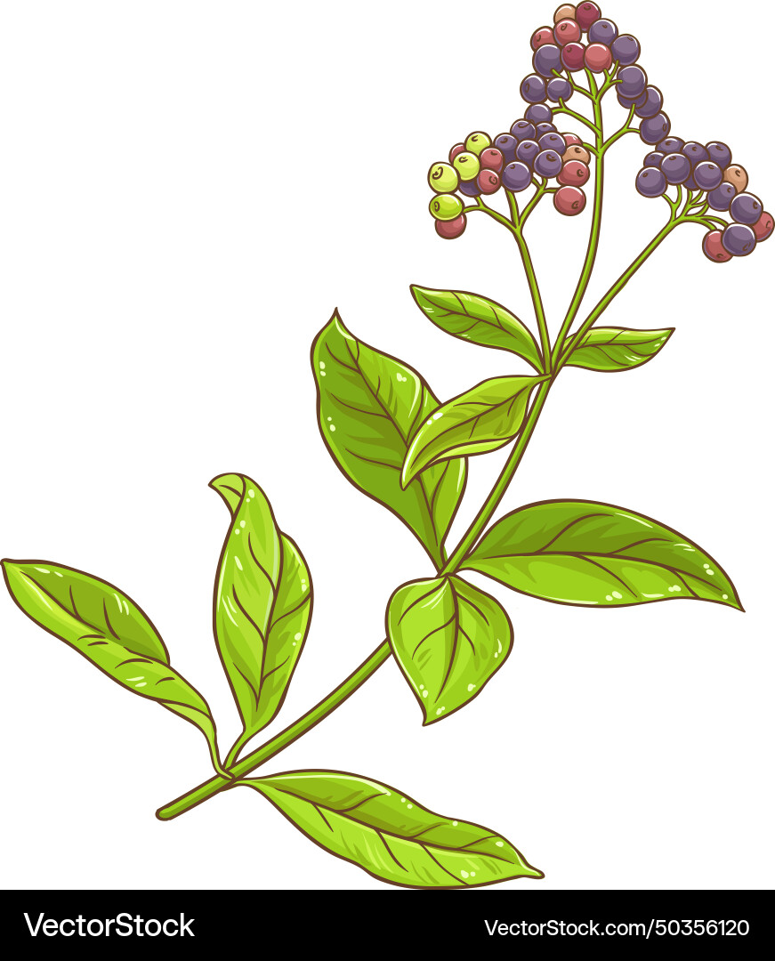 Allspice plant with berries colored Royalty Free Vector
