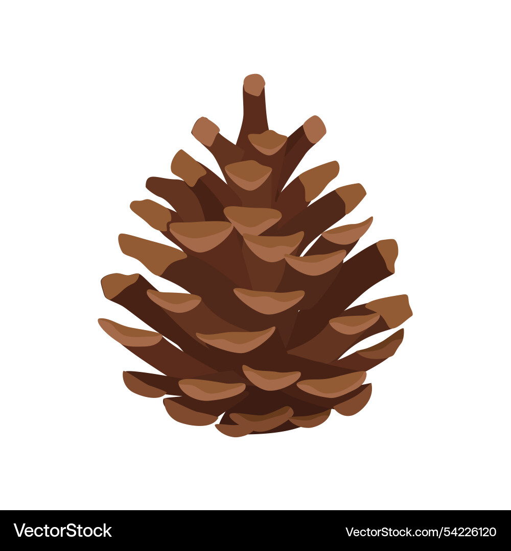 Open pine fin cone isolated on white background Vector Image