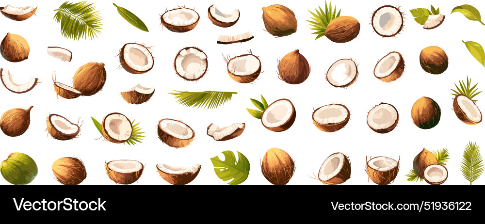 Cartoon coconut set exotic half whole coconuts Vector Image