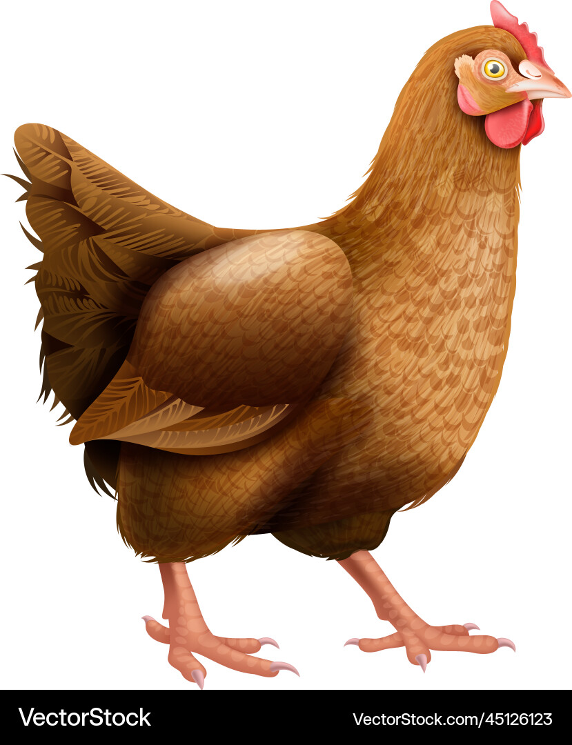 Realistic Chicken Lifecycle Royalty Free Vector Image