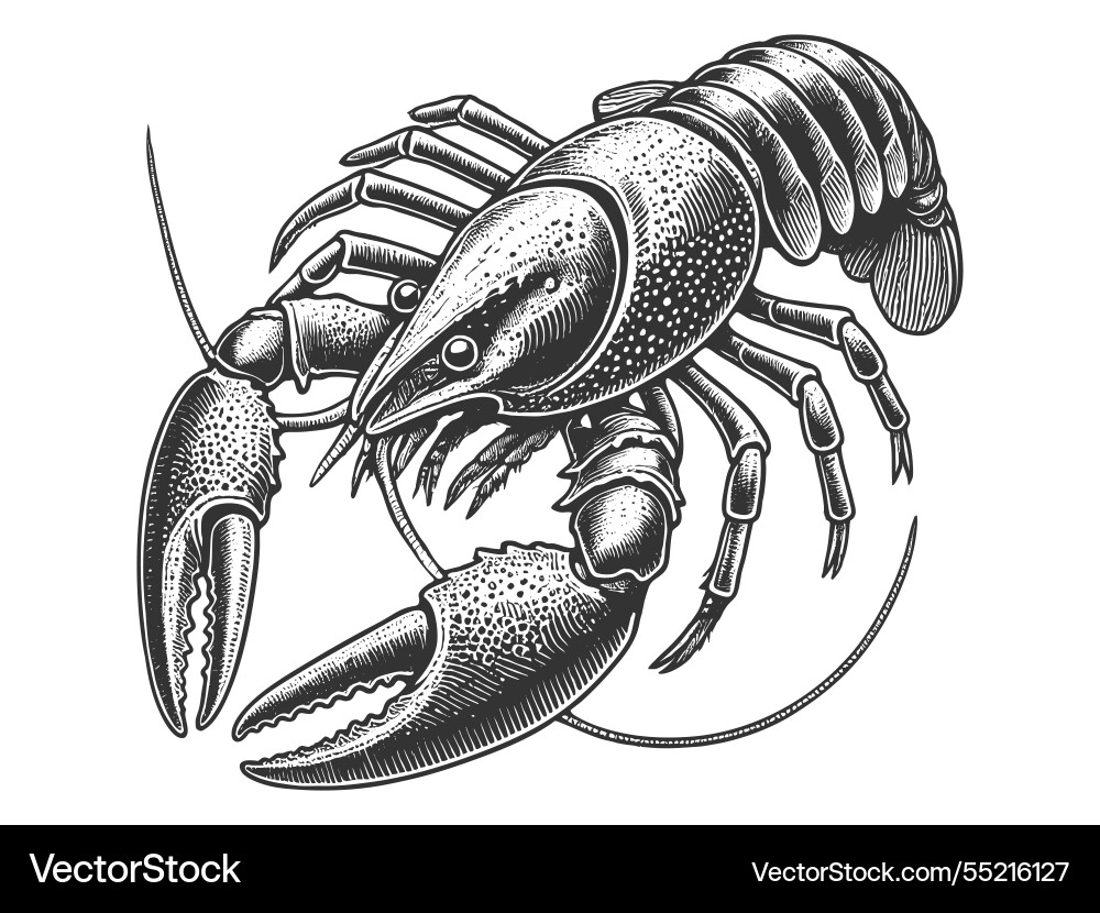 Detailed crayfish engraving Royalty Free Vector Image