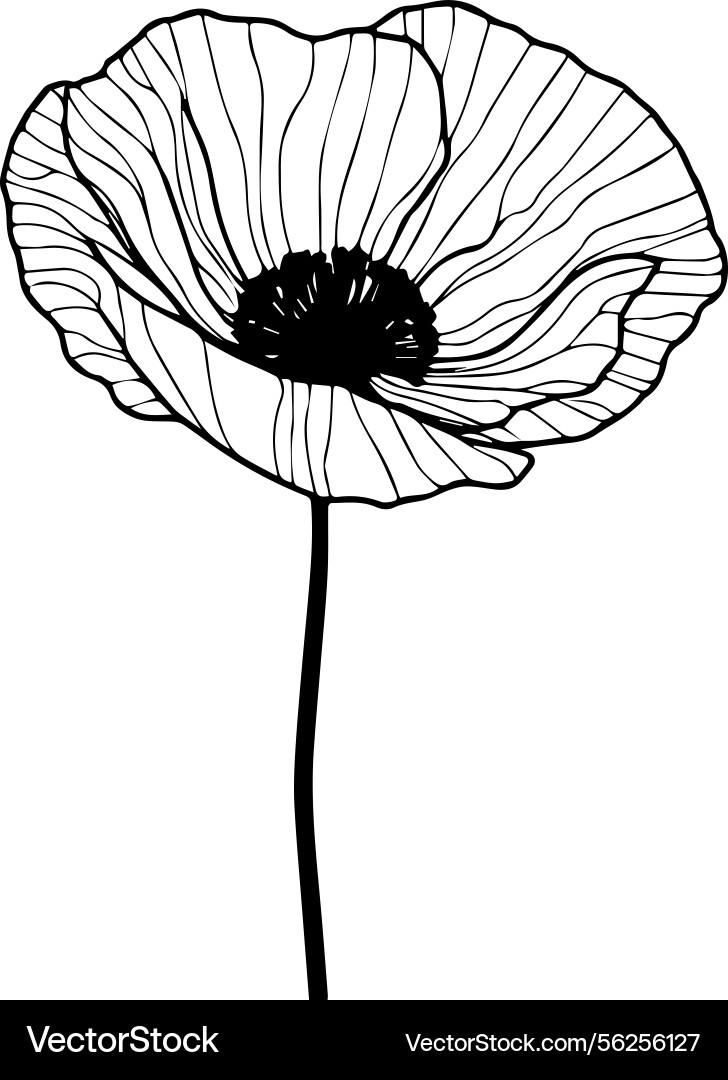 Poppy flower black outline Royalty Free Vector Image