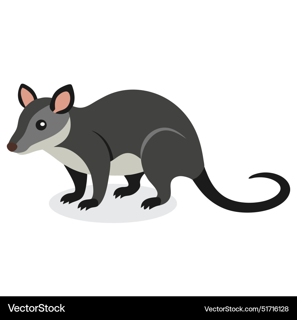 Possum animal isolated flat on white background Vector Image