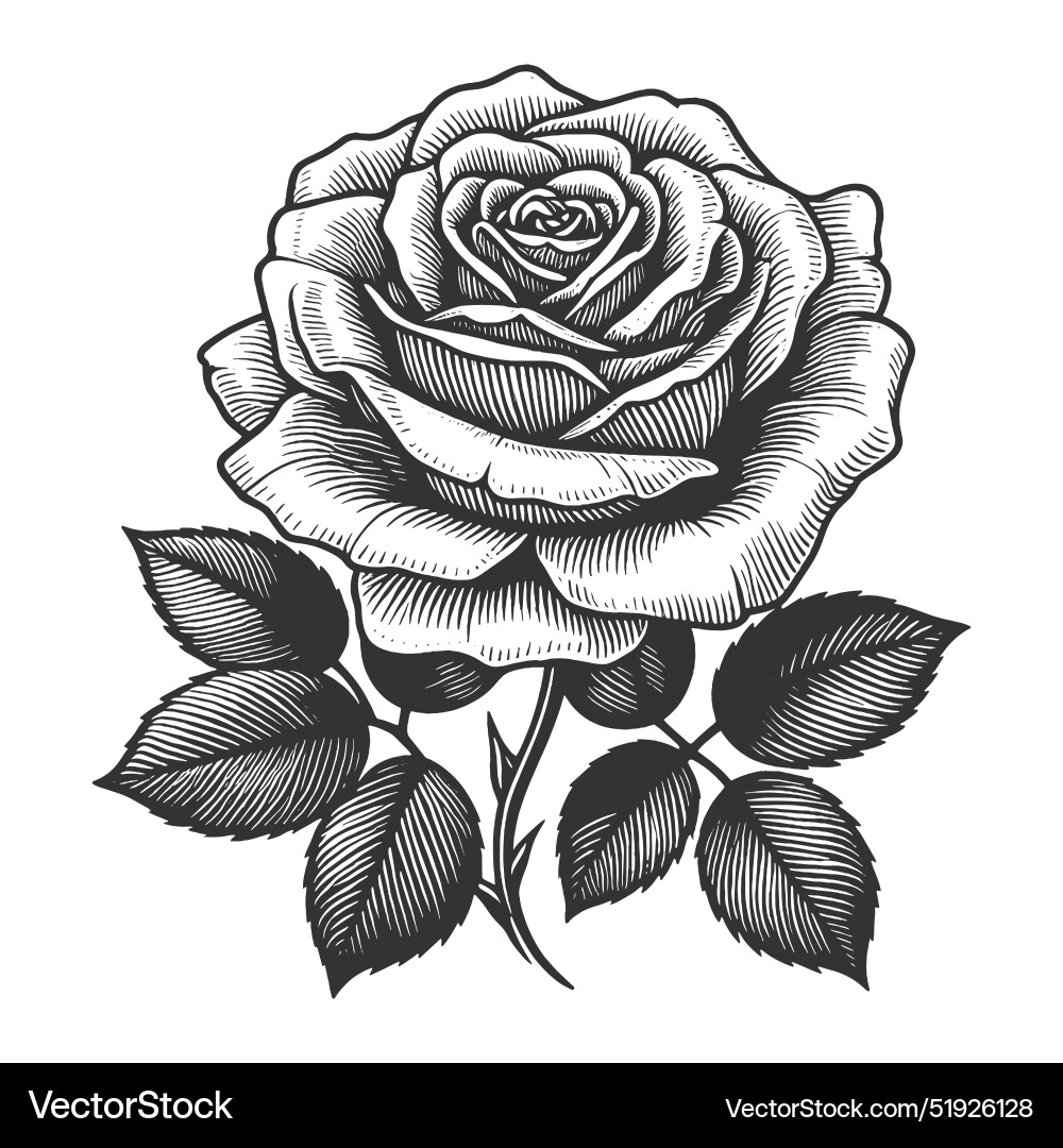 Rose engraving sketch Royalty Free Vector Image