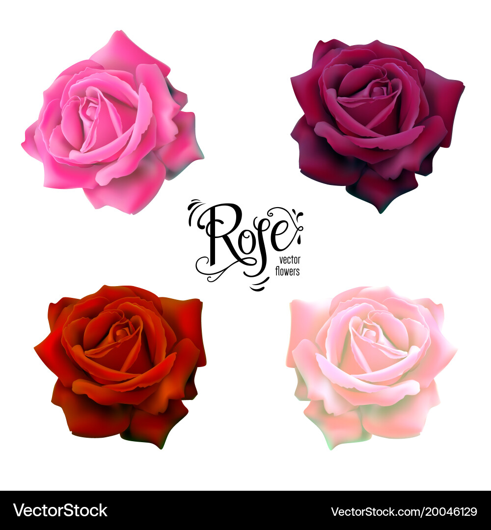 Roses flowers set Royalty Free Vector Image - VectorStock
