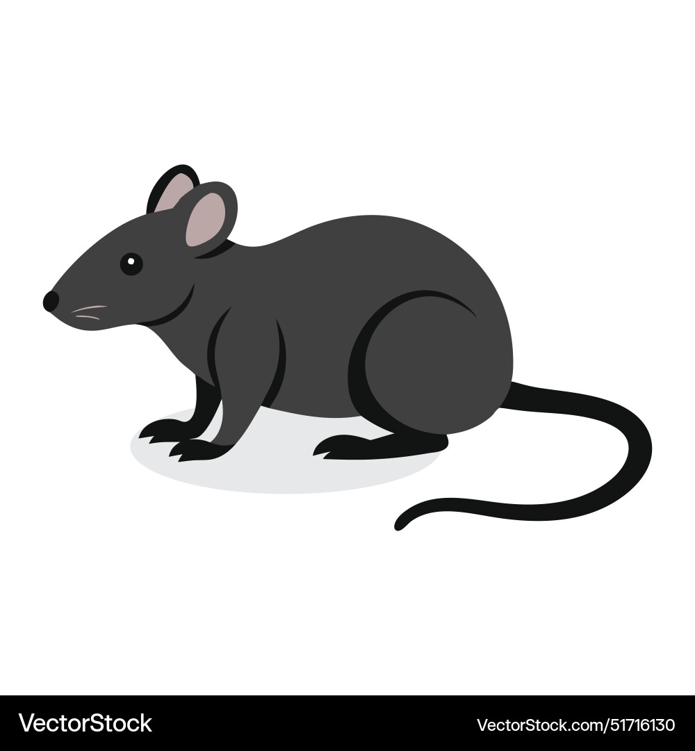 Rat animal isolated flat on white background Vector Image