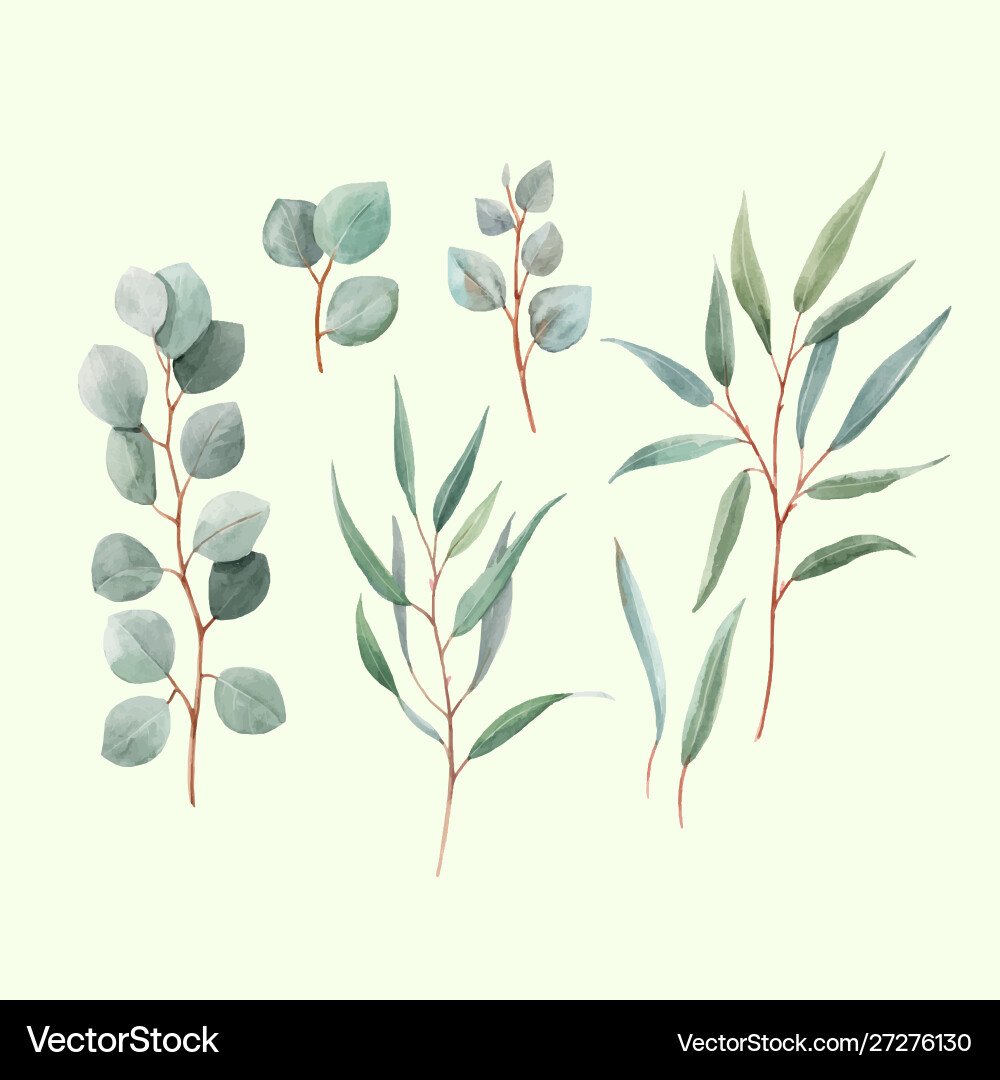 Watercolor australian leaves Royalty Free Vector Image