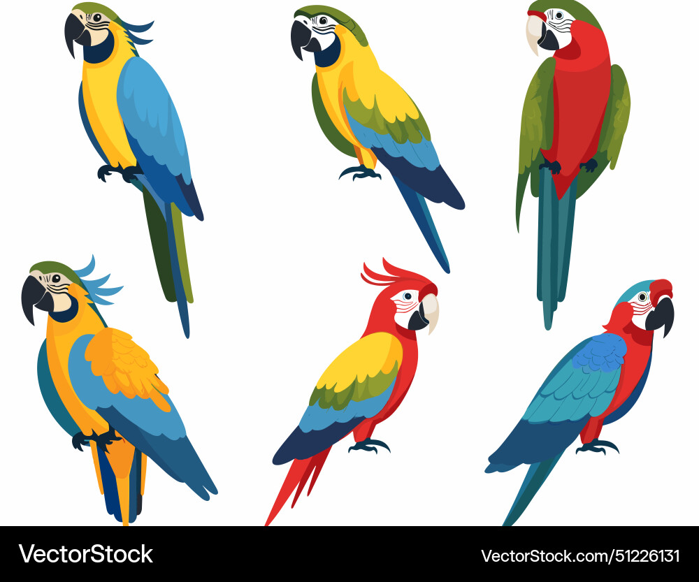 Colorful parrots showing Royalty Free Vector Image