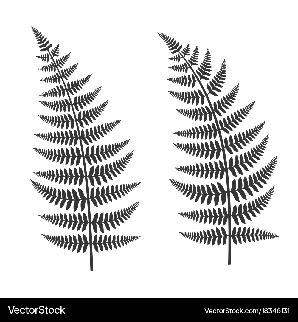 Fern Stem Vector Images (over 1,400)