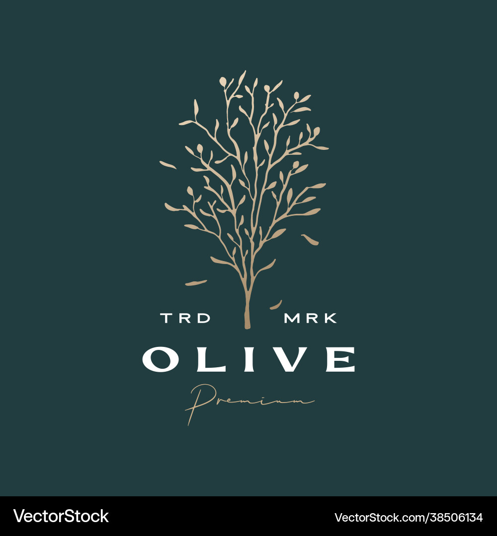 Elegant Olive Tree Logo Icon Royalty Free Vector Image