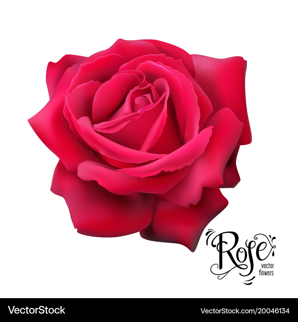Red rose nature Royalty Free Vector Image - VectorStock