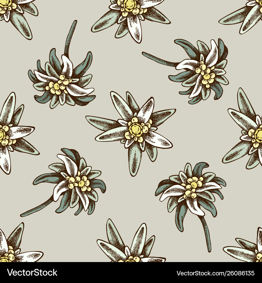 Seamless pattern with hand drawn colored edelweiss