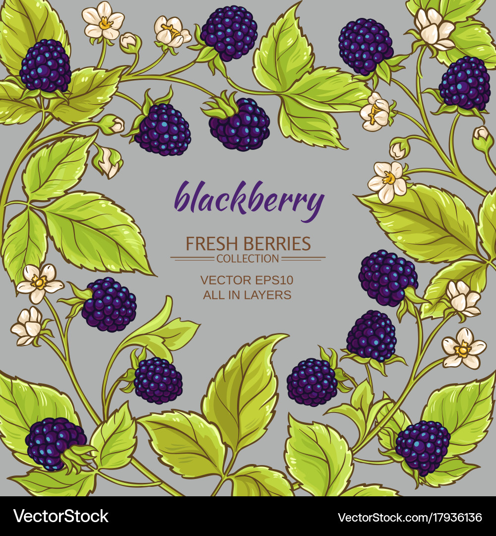 Blackberry frame Royalty Free Vector Image - VectorStock