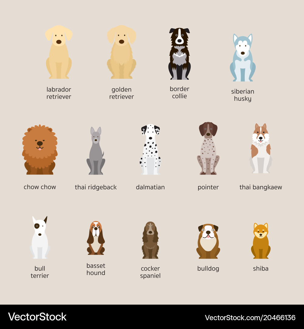 Dog breeds set large and medium size Royalty Free Vector