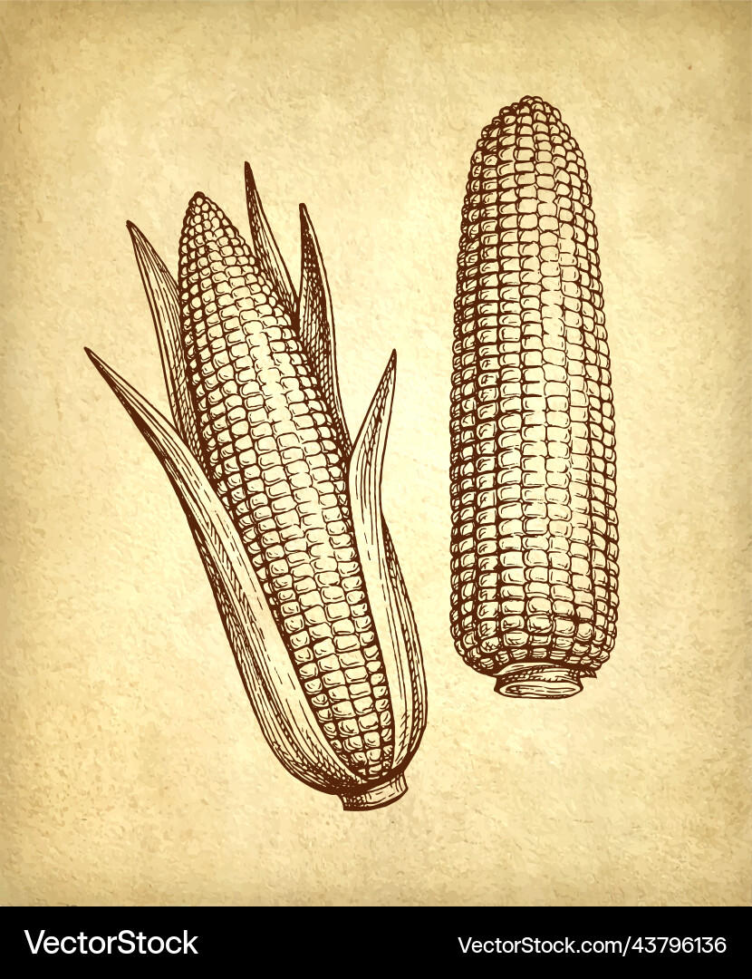 Ink drawing of corn Royalty Free Vector Image - VectorStock