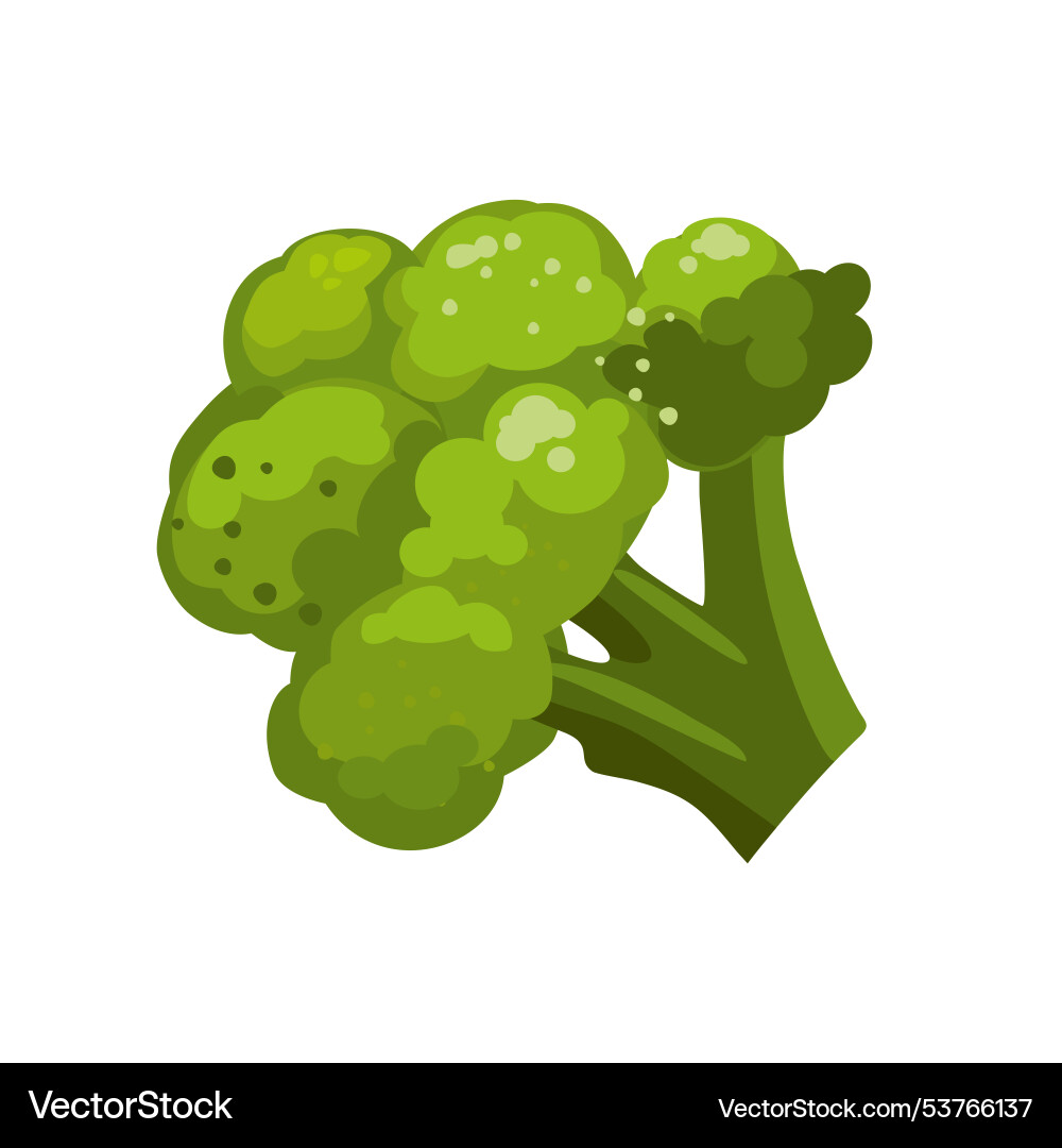 Broccoli isolated on white background Royalty Free Vector