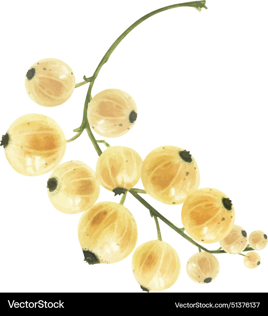 Currant berry white watercolor drawing branch Vector Image