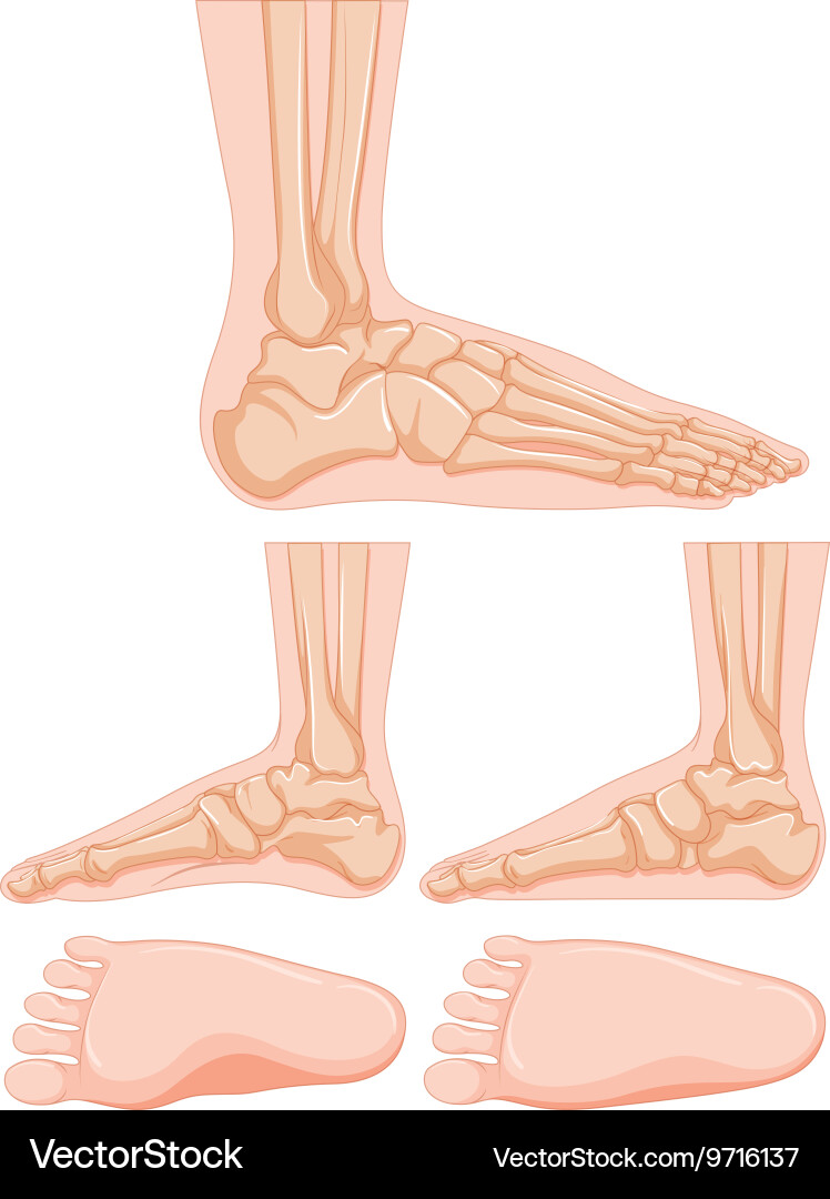 Diagram of human foot bone Royalty Free Vector Image